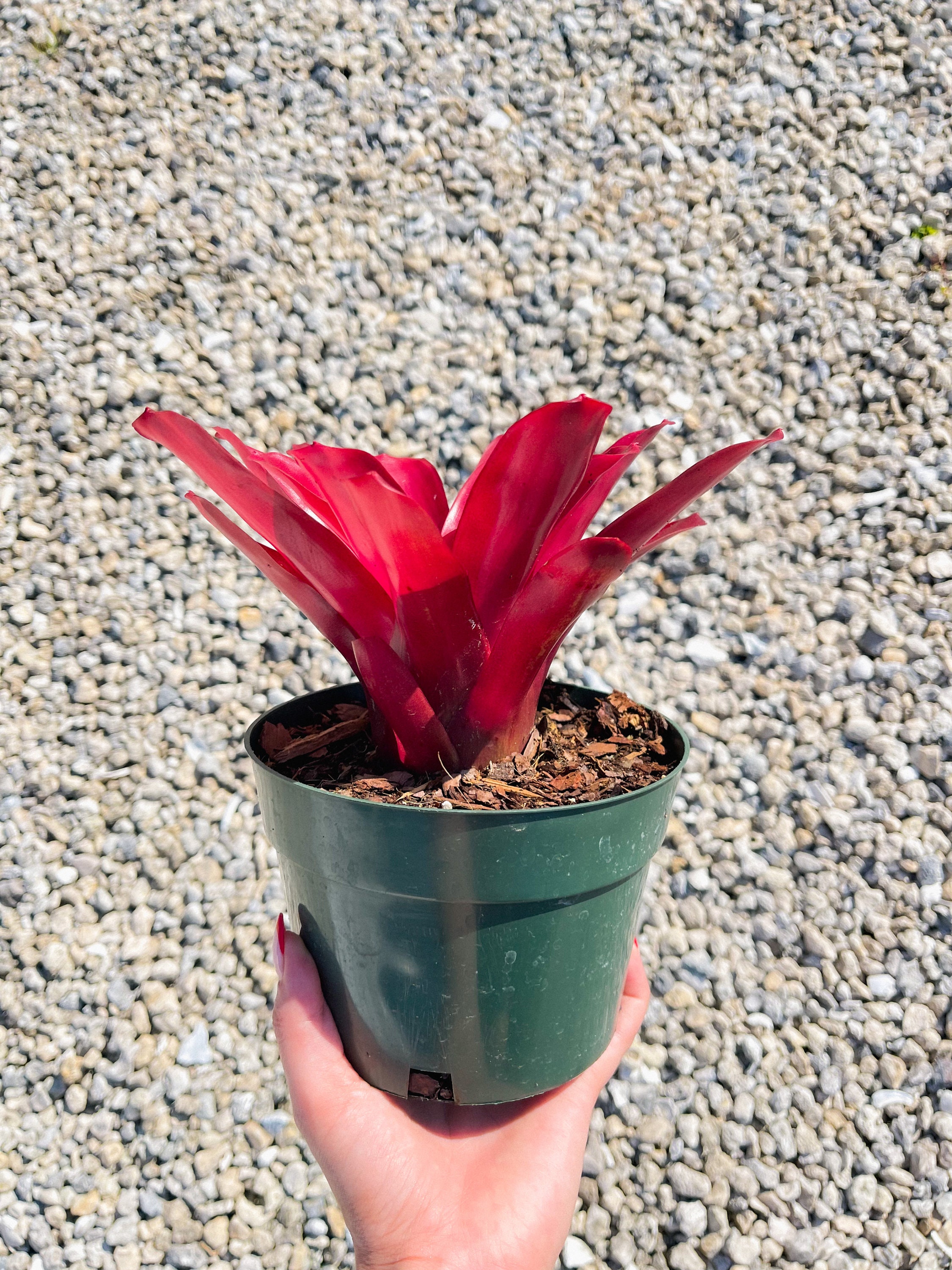 Neoregelia 'super Fireball' Bromeliad - Etsy