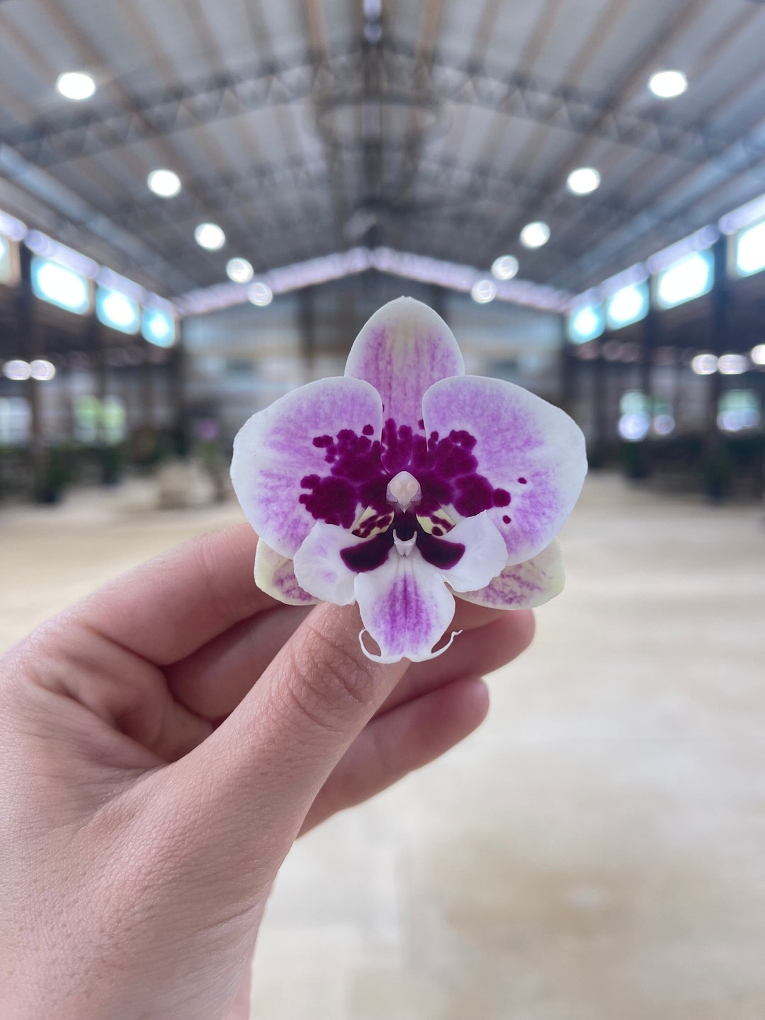 Phalaenopsis Orchid ‘berry Baby’ 3” BS - Etsy
