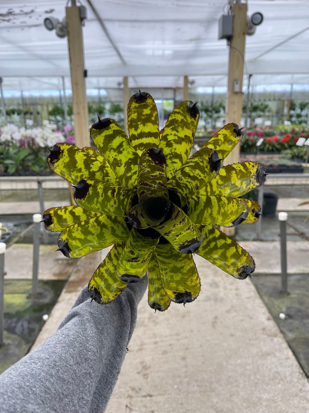 Aechmea 'correia Araujoi' Pup RARE - Etsy