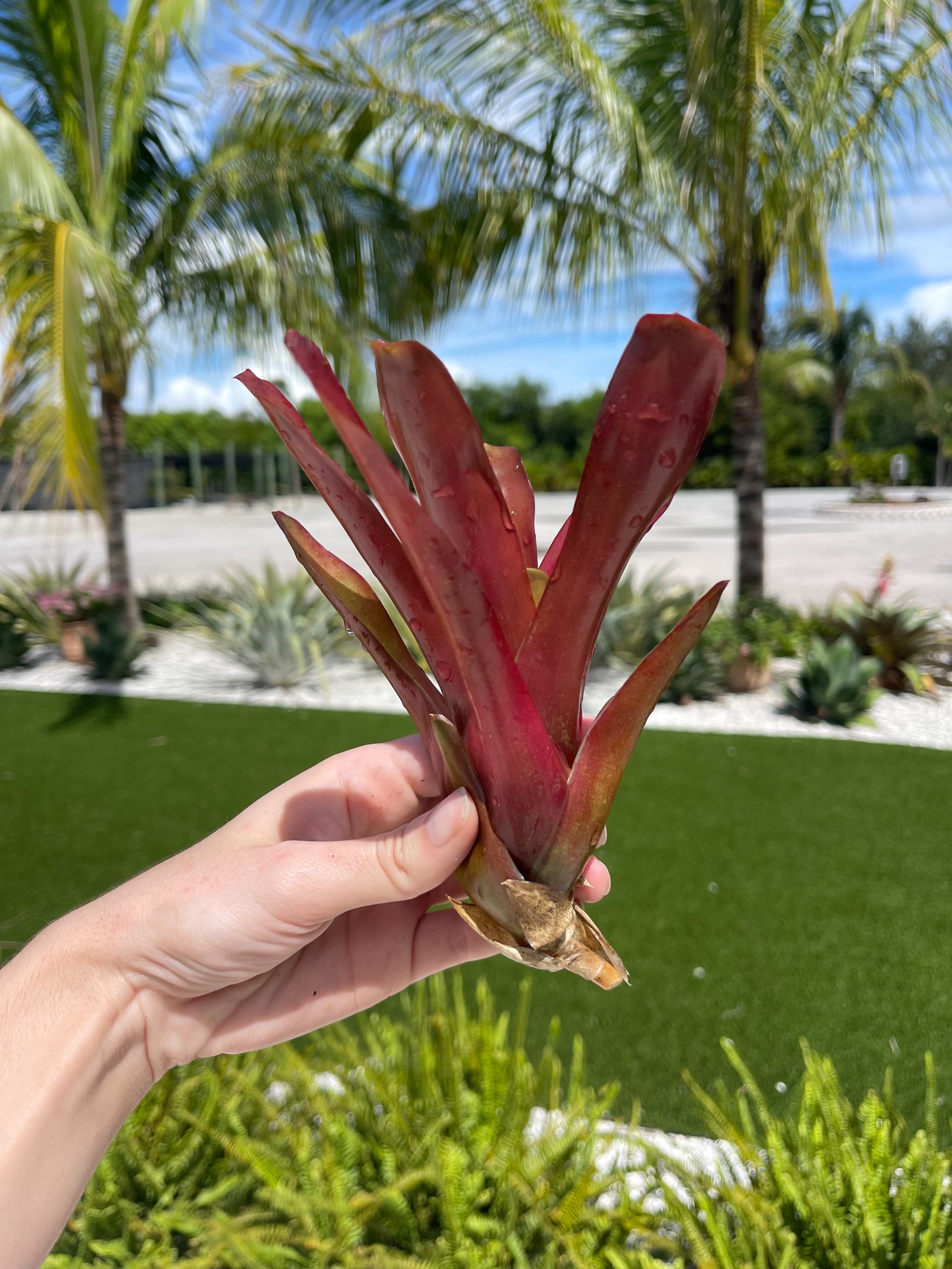Neoregelia 'super Fireball' Bromeliad - Etsy