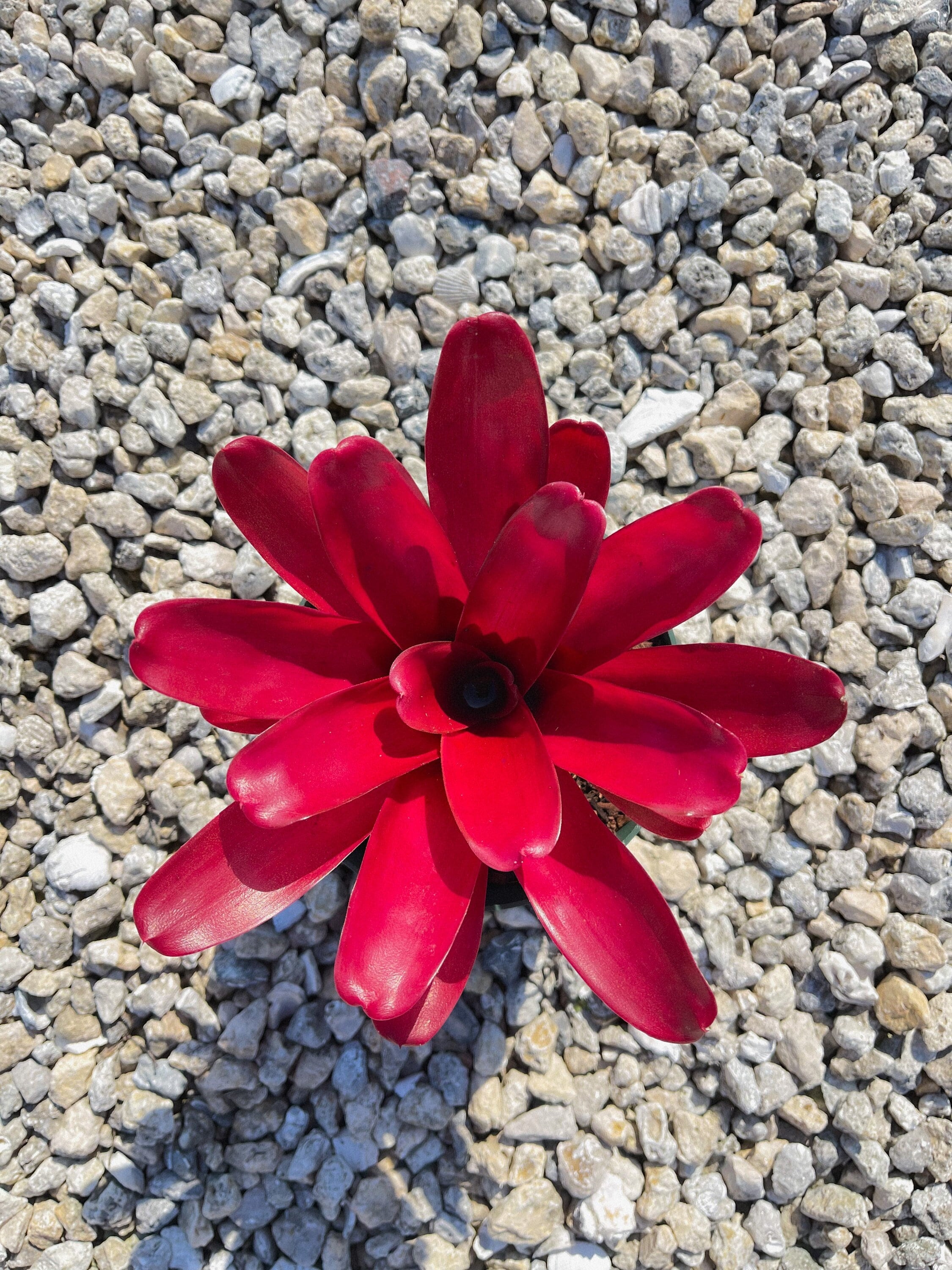 Neoregelia 'super Fireball' Bromeliad - Etsy