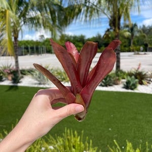 Neoregelia 'super Fireball' Bromeliad - Etsy