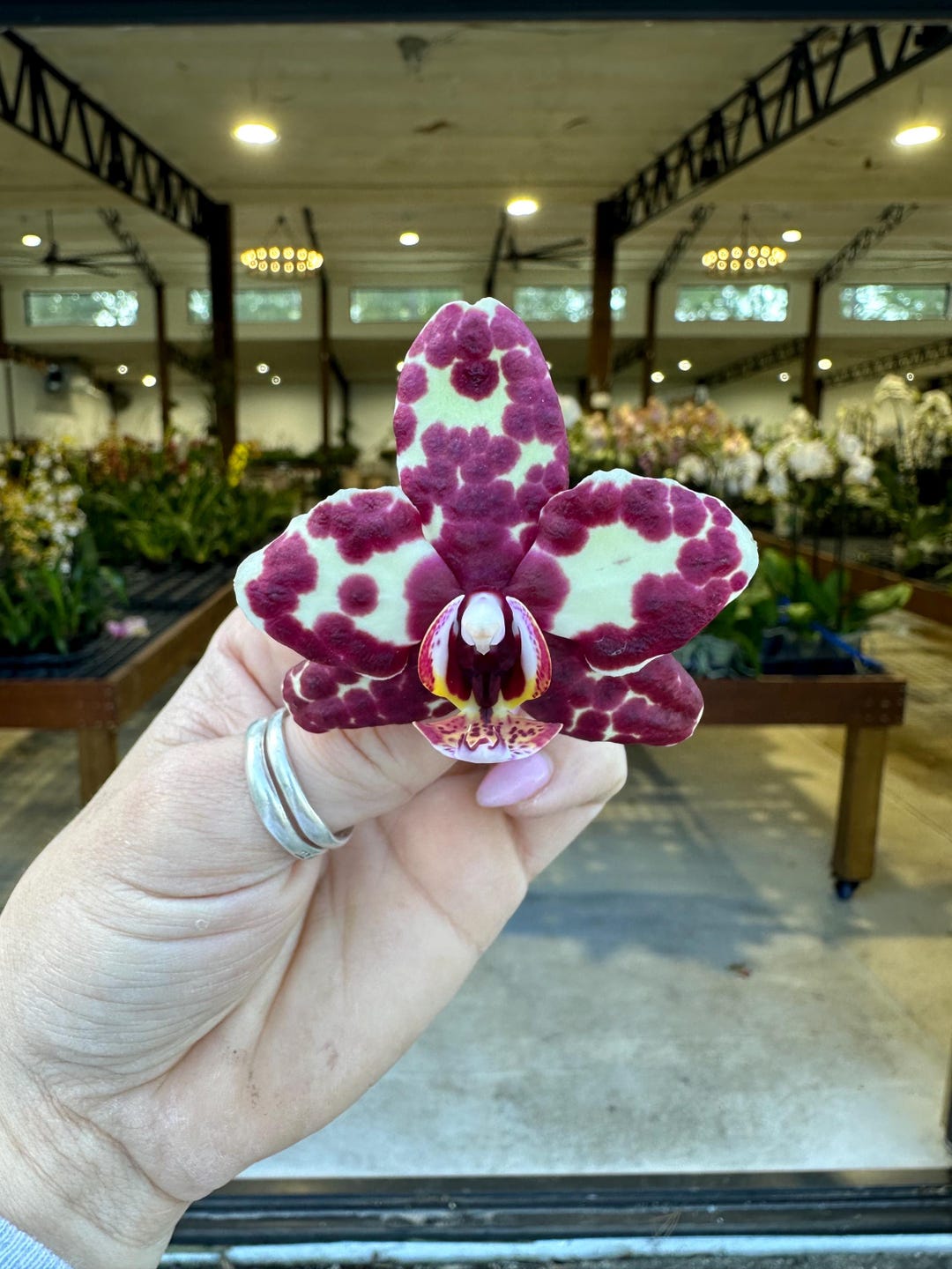 Phalaenopsis Orchid ‘ghost’ 3” BS - Etsy