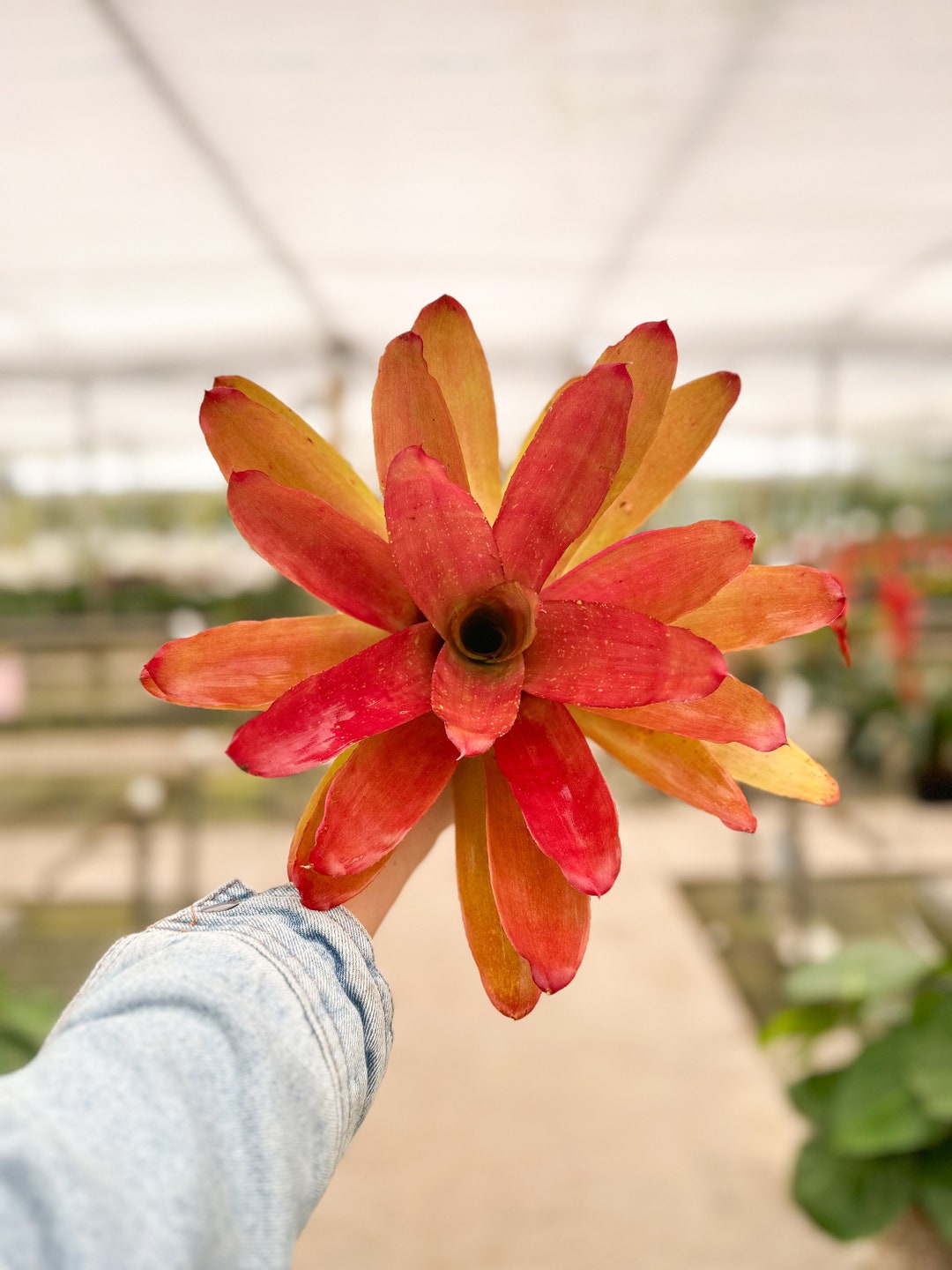 Neoregelia 'martin Red' Bromeliad - Etsy