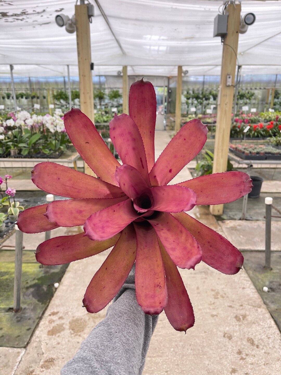 Portea 'candy' - Etsy