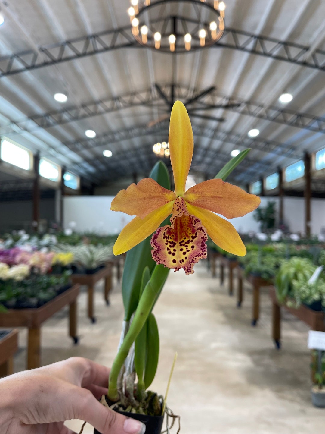 Cattleya Hybrid ‘copper Queen’ 3" - Etsy