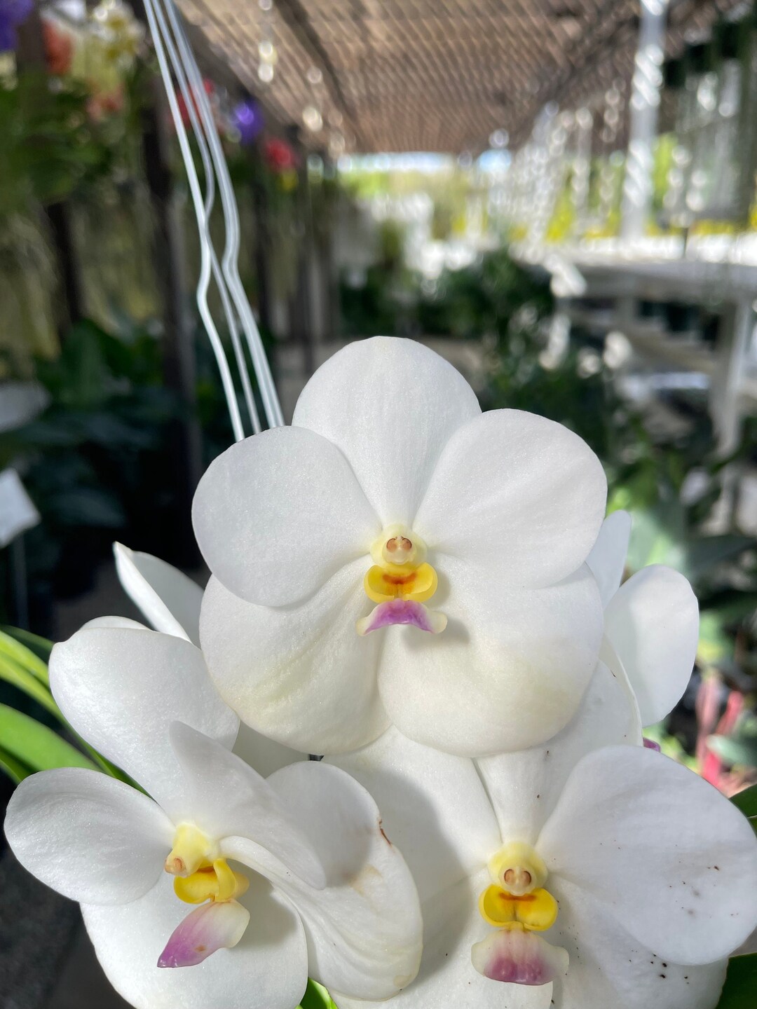 Vanda Orchid ice Queen - Etsy