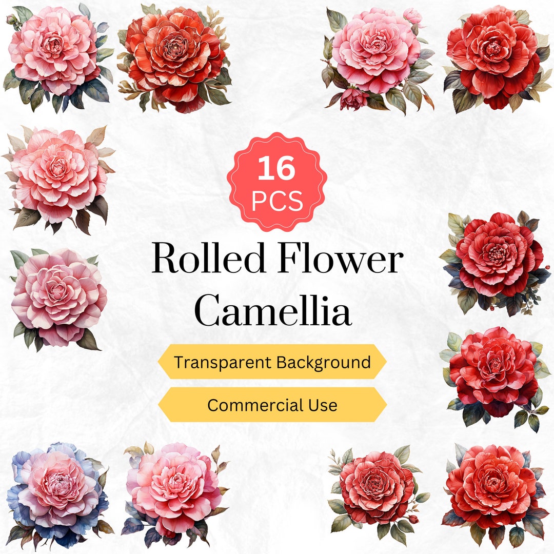 Rolled Flower Clipart PNG Watercolor Rolled Camellia Flower Rolled ...