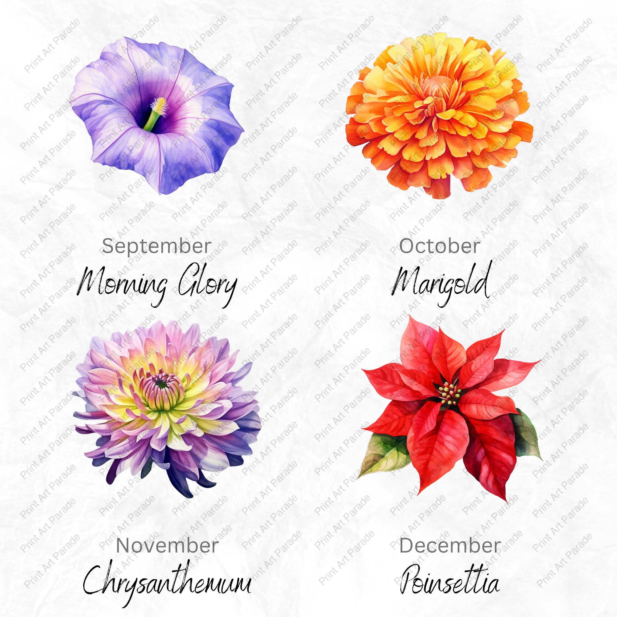 Watercolor Birth Month Flower Clipart PNG Birth Month Floral Bundle ...