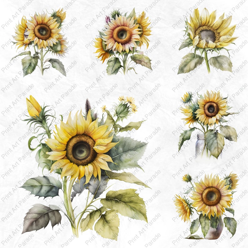 Watercolor Sunflower Clipart PNG Sunflower Digital Graphics Instant ...