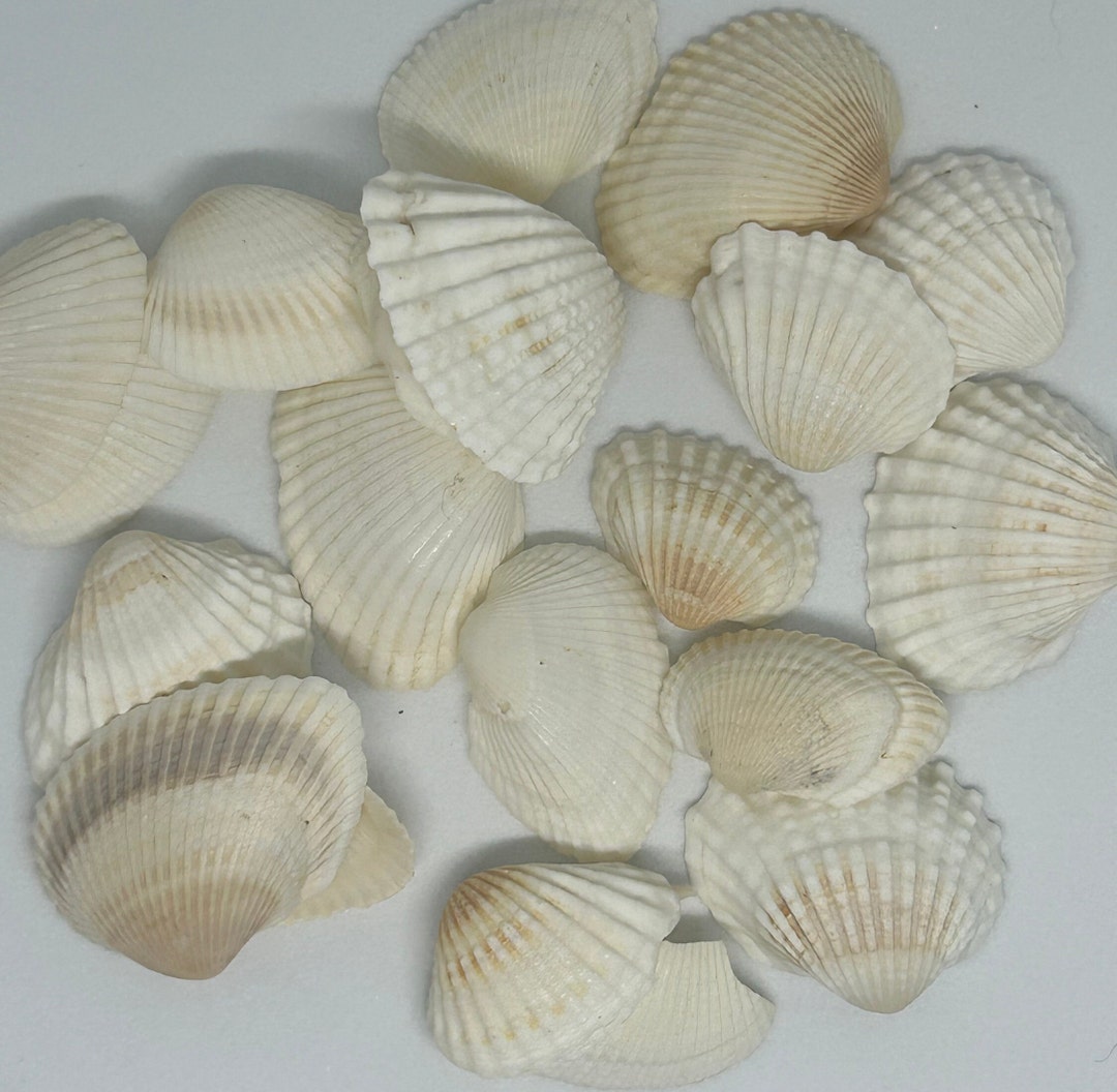 Natural White Clam Shells pack of 10 - Etsy