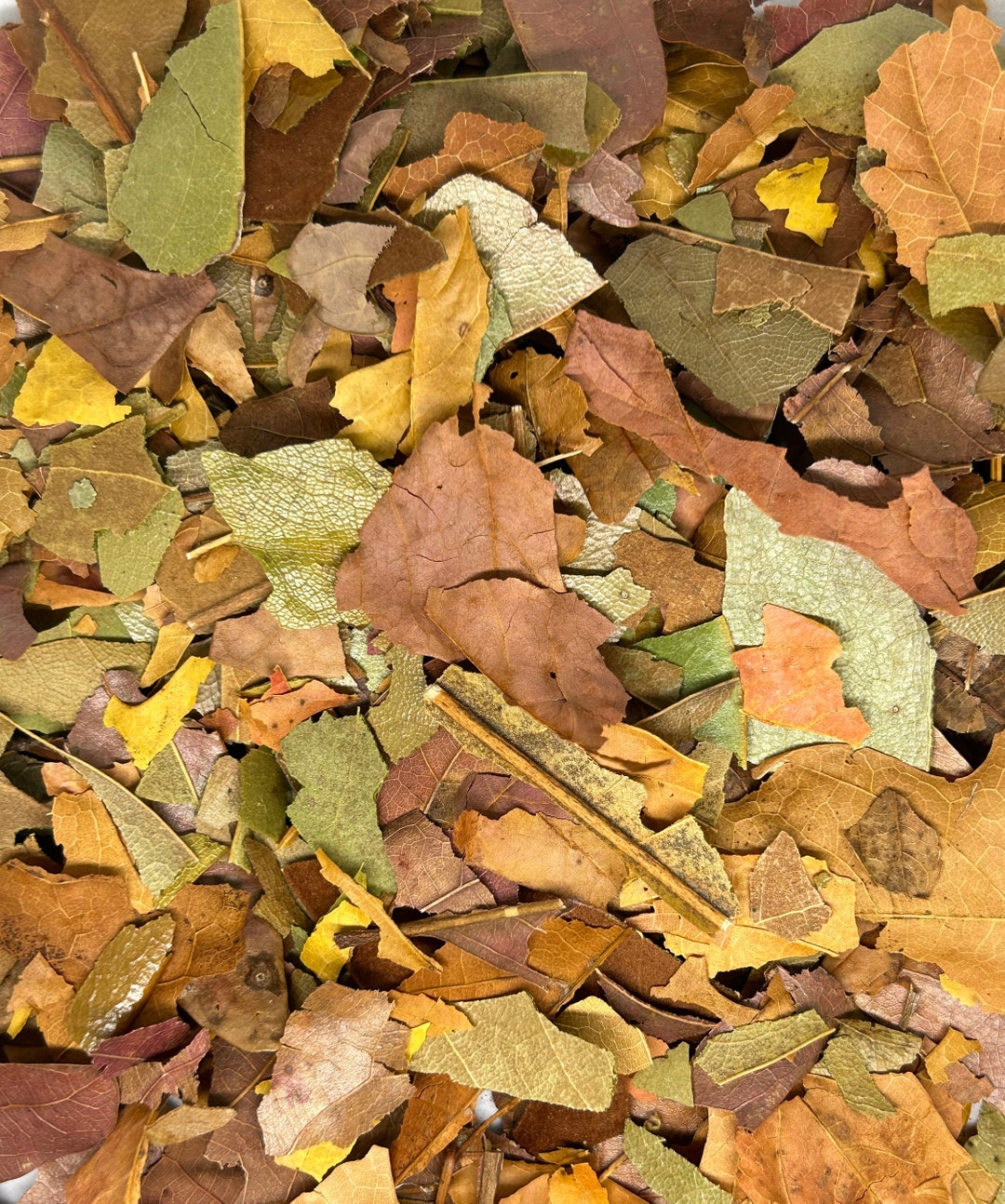 Leaf Litter Mix - Etsy