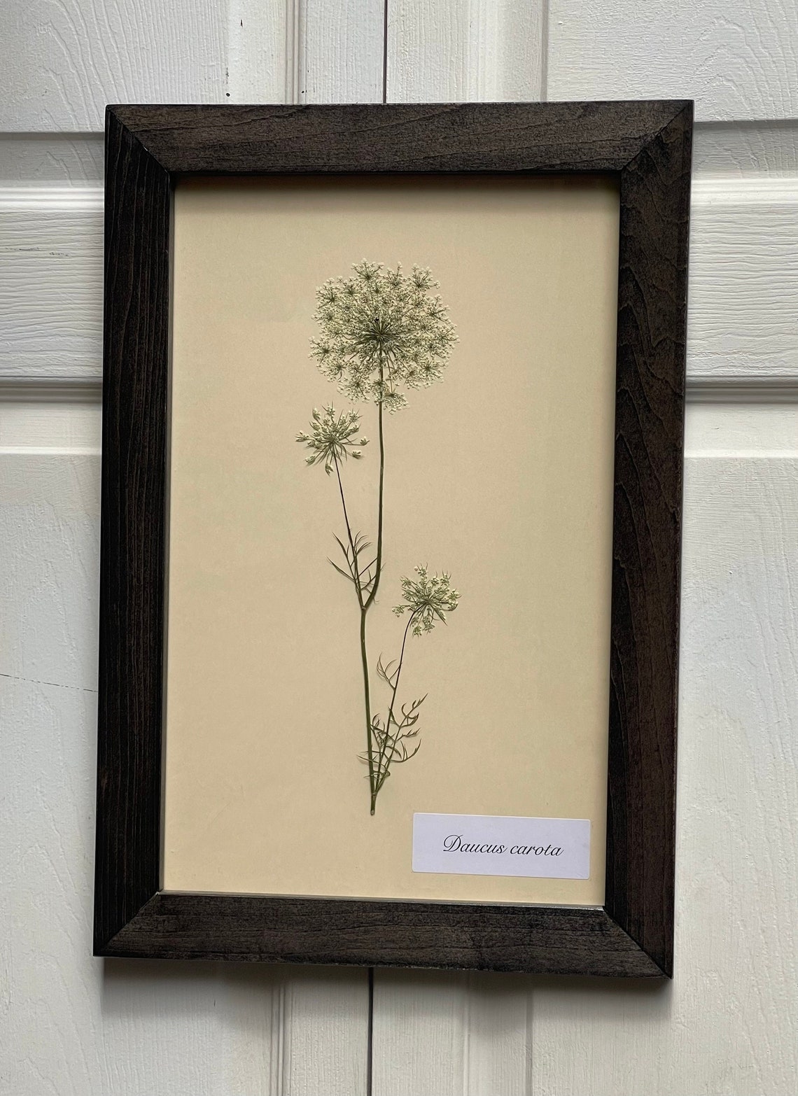 Pressed Botanical Frames - Etsy