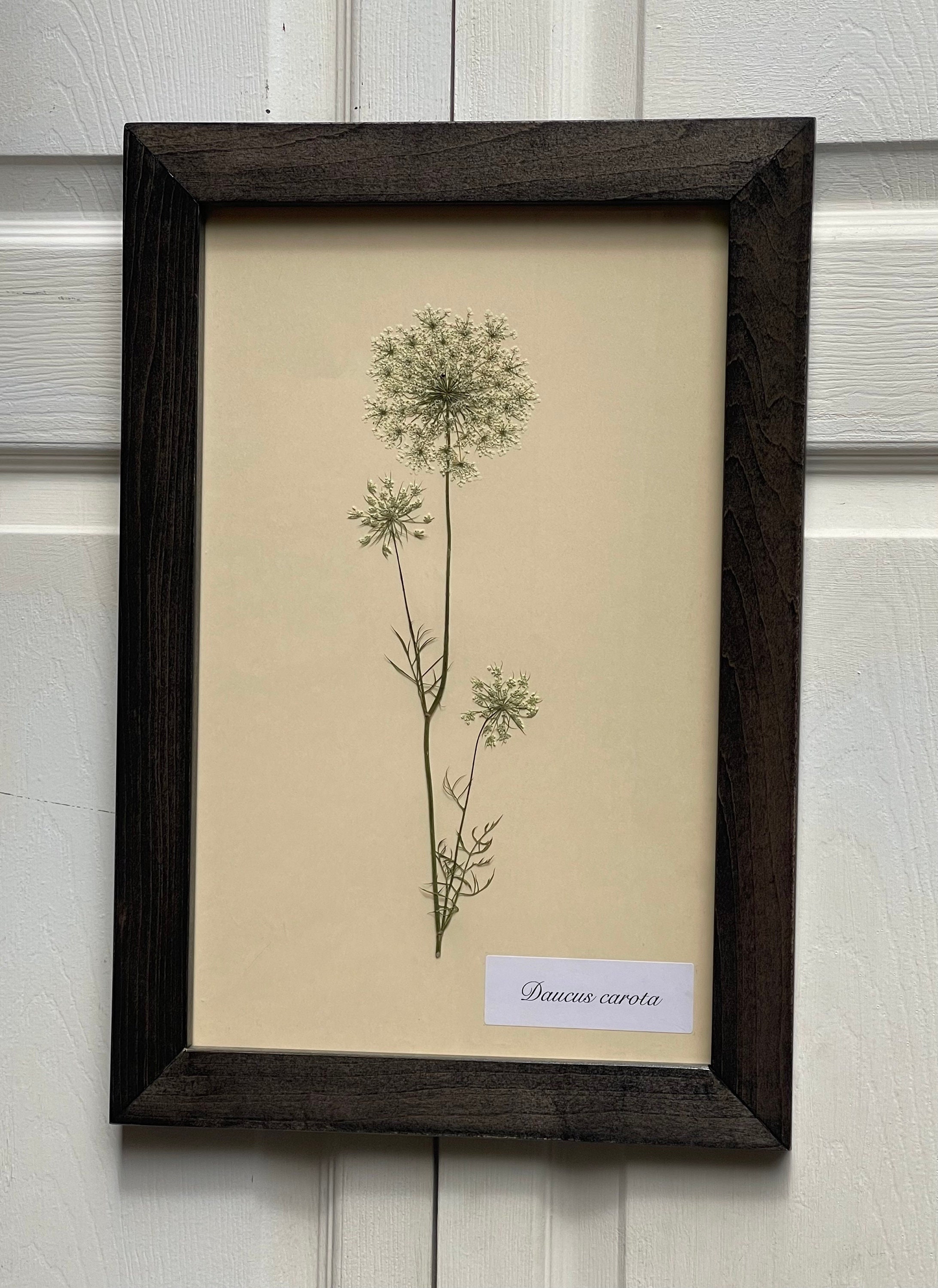 Pressed Botanical Frames - Etsy