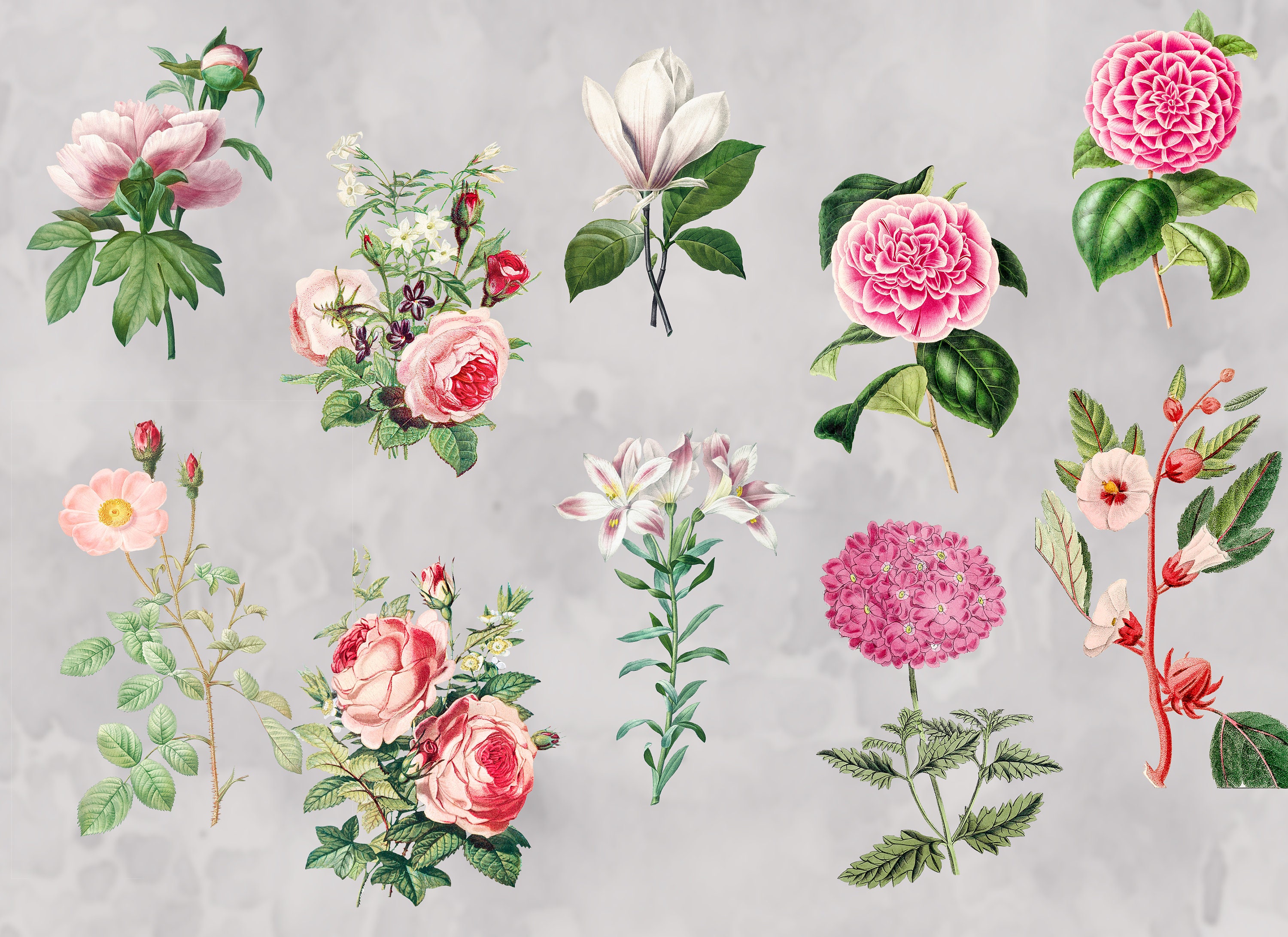 Pink Flowers Clipart Pack, Vintage Botanical Illustrations, PNG, Floral ...