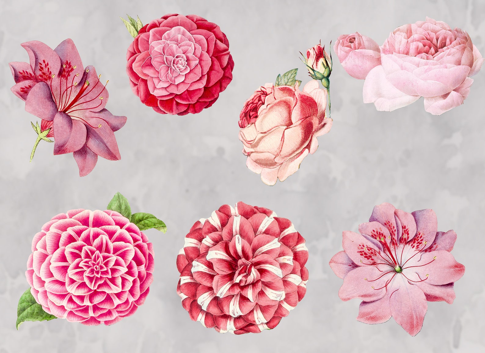 Pink Flowers Clipart Pack, Vintage Botanical Illustrations, PNG, Floral ...