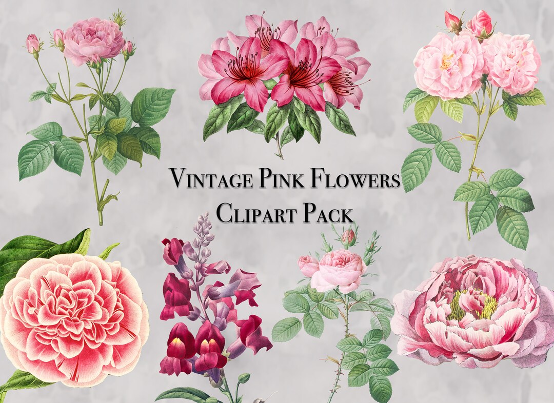 Pink Flowers Clipart Pack, Vintage Botanical Illustrations, PNG, Floral ...
