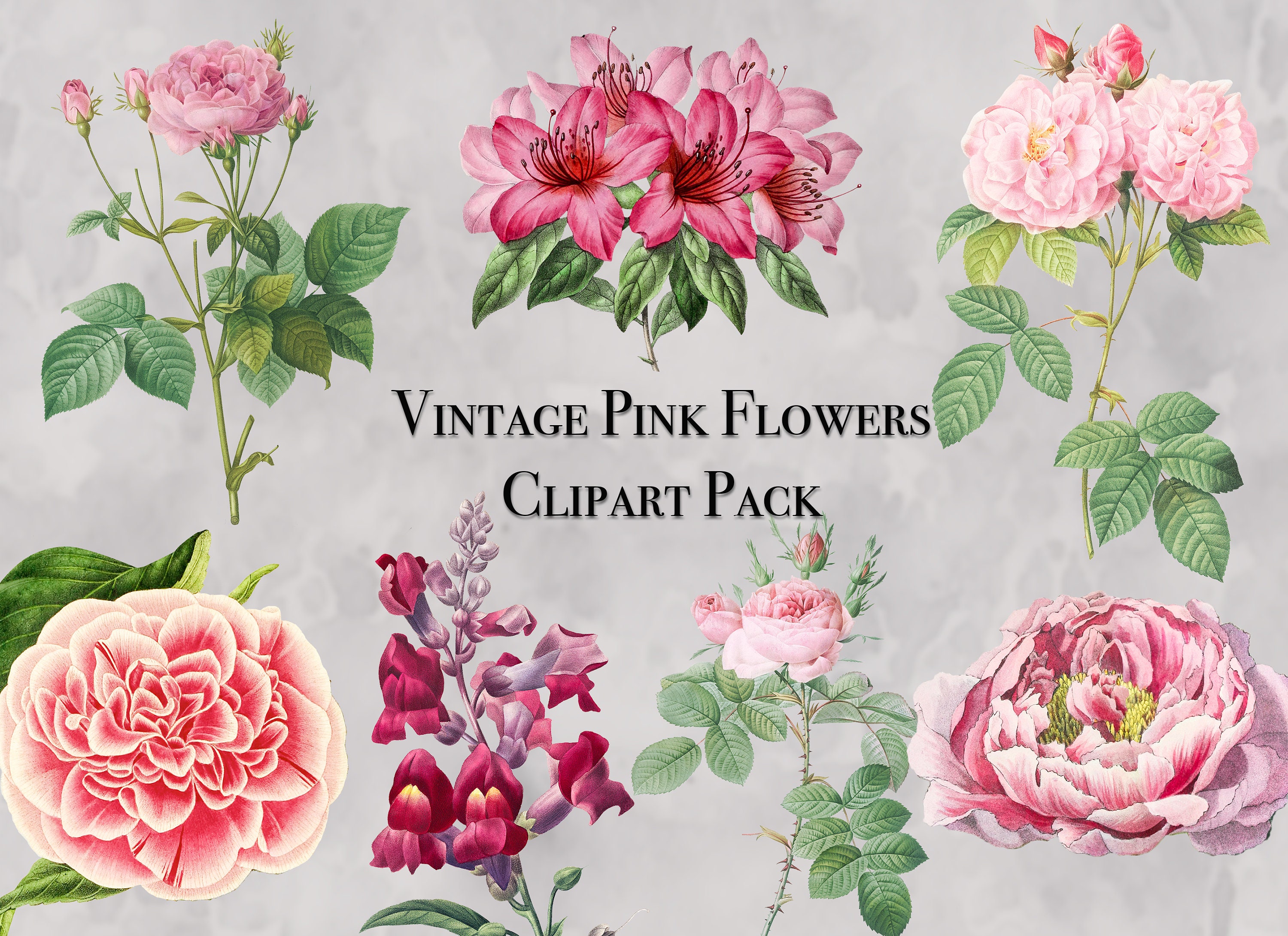 Pink Flowers Clipart Pack, Vintage Botanical Illustrations, PNG, Floral ...