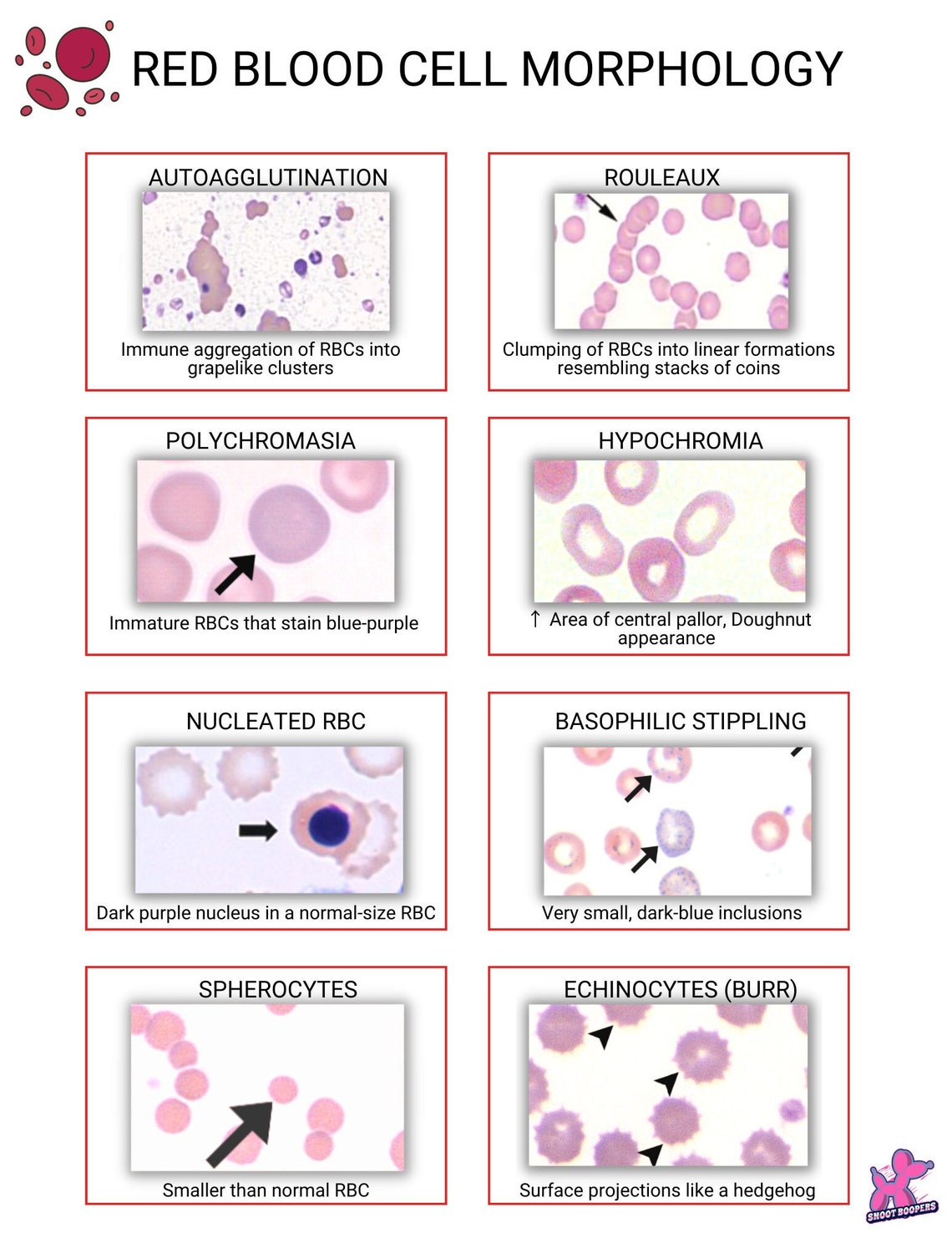 Veterinary Hematology Digital Reference Guide - Etsy