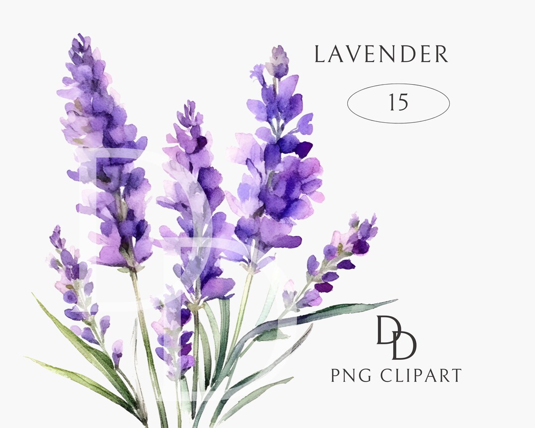 Watercolor Lavender Arrangements Stunning Floral Clipart Transparent ...