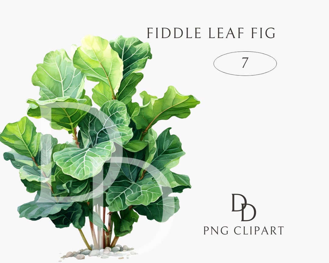 Watercolor Fiddle Leaf Fig Plants Stunning Fig Clipart Transparent PNG ...
