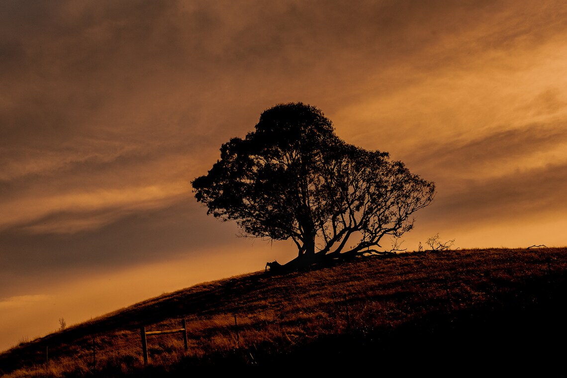 Tree on a Hill, Printable Download, Wall Art, Photography, Countryside ...