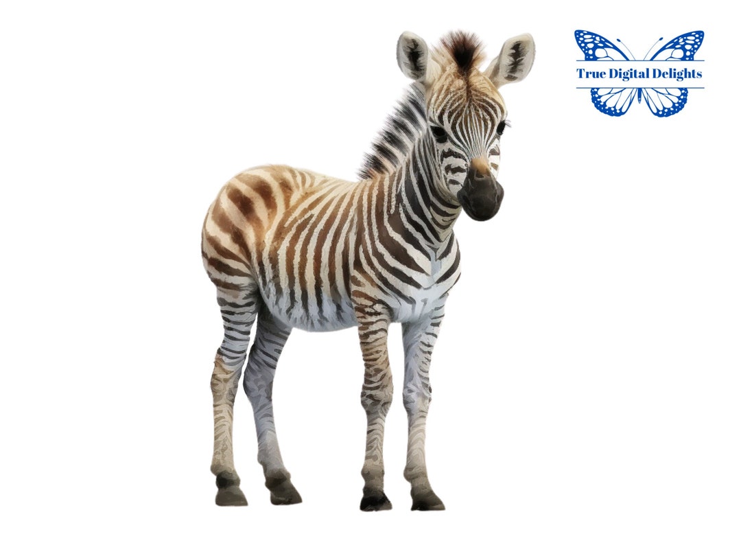 Watercolor Baby Zebra PNG. Baby Shower, Nursery Decor. Woodland Forest ...