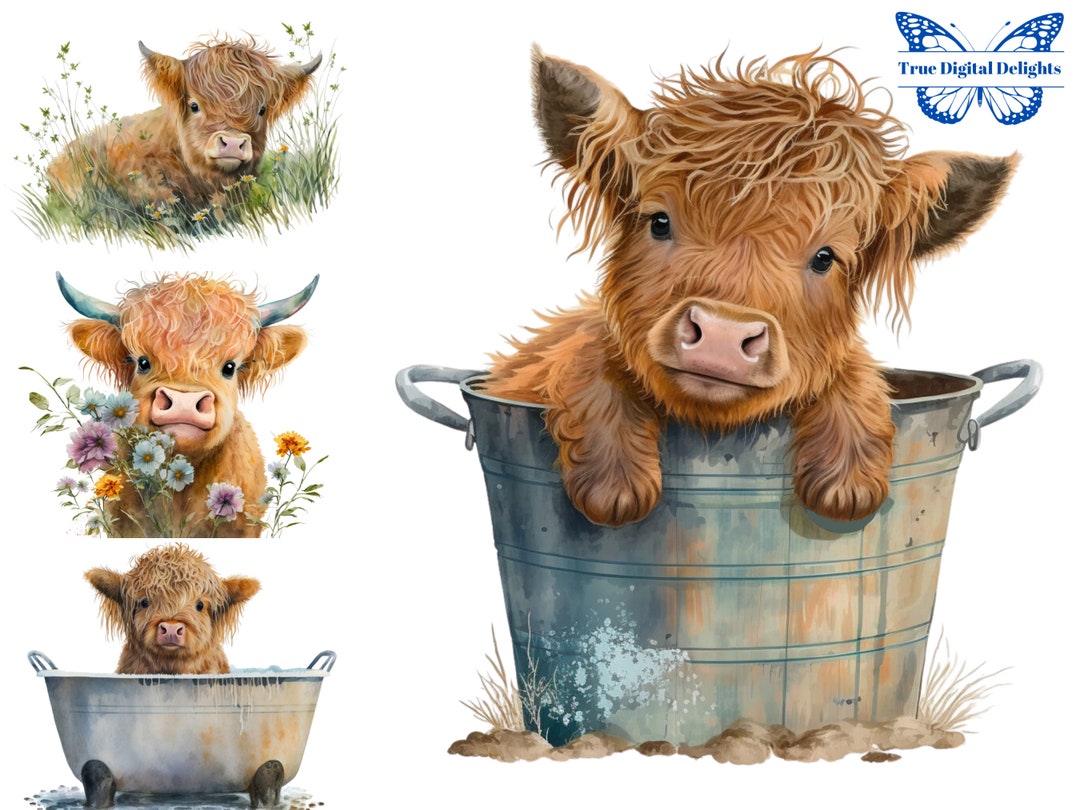 12 Cute Highland Cow PNG Clip Art, Baby Highland Heifer, Baby Shower ...