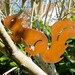Rusty Squirrel Garden Stake | Metal Squirrel Yard Art | Squirrel ...