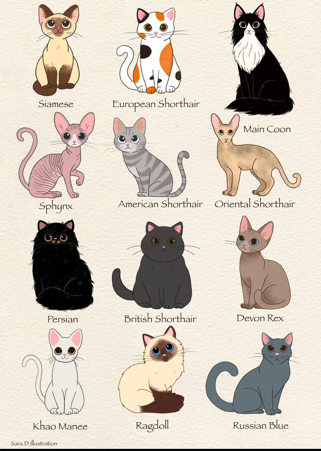 Cat Breed Poster digital - Etsy