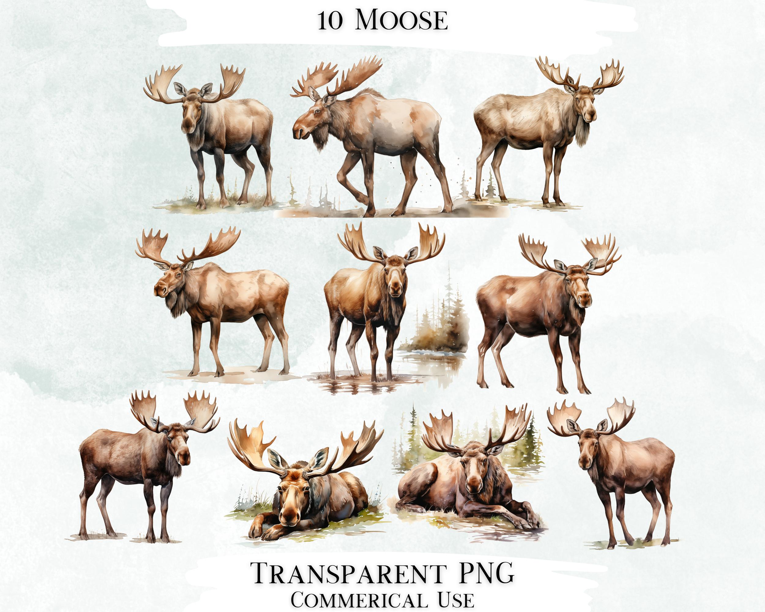 Moose Watercolor Clip Art Bundle, PNG Designs, Decorative Images ...