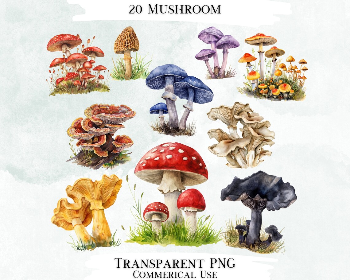 Mushroom Watercolor Clipart Bundle, Transparent PNG Designs (commercial ...