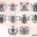 Honey Bee Line Art Clip Art Bundle, 50 Transparent PNG Grapics ...