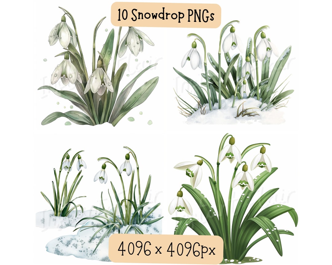 Snowdrop Clip Art Bundle, PNG Designs, Decorative Images, Digital ...