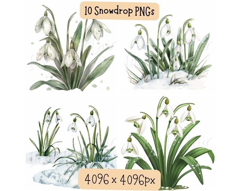 Snowdrop Clip Art Bundle, PNG Designs, Decorative Images, Digital ...