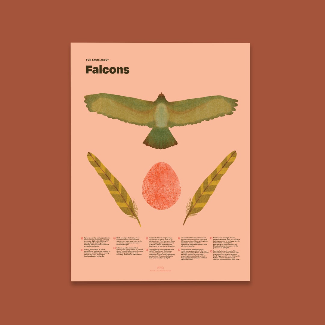 Falcon Fun Facts Print, Colorful Illustrated Bird Educational Poster ...
