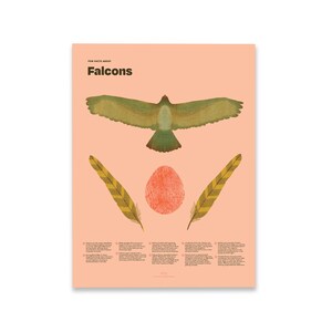 Falcon Fun Facts Print, Colorful Illustrated Bird Educational Poster ...