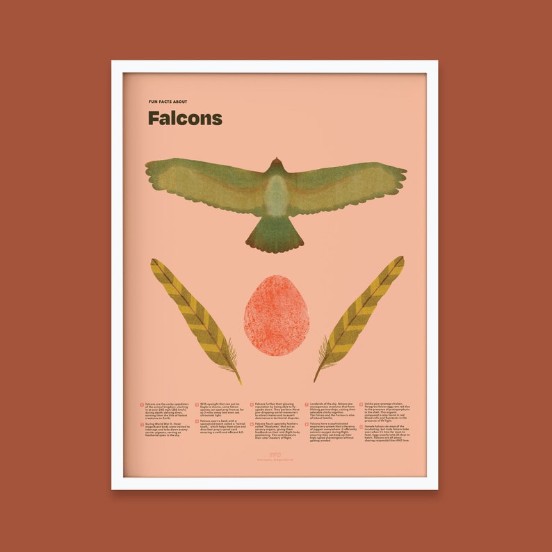 Falcon Fun Facts Print, Colorful Illustrated Bird Educational Poster ...