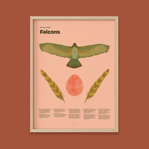 Falcon Fun Facts Print, Colorful Illustrated Bird Educational Poster ...