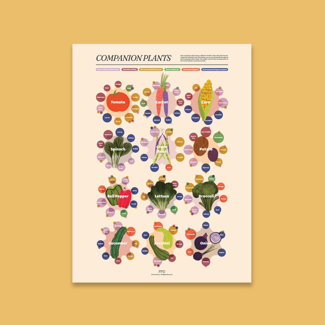 Companion Plants Infographic Print, Companion Planting Reference Poster ...