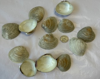 Natural Clam Shells Lot of 12, Cleaned and Boiled, 2.5+”, Great for ...