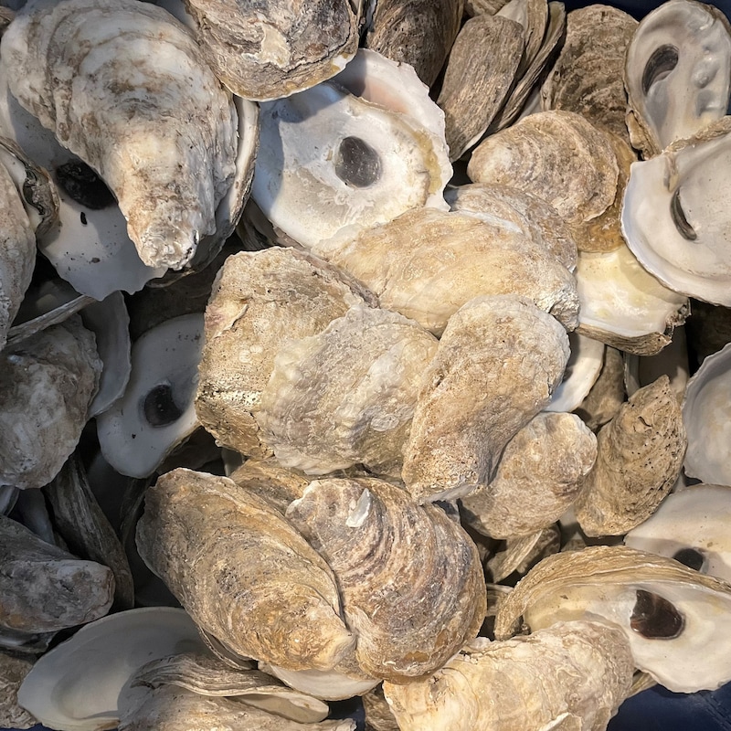 Shells for Sale - Etsy