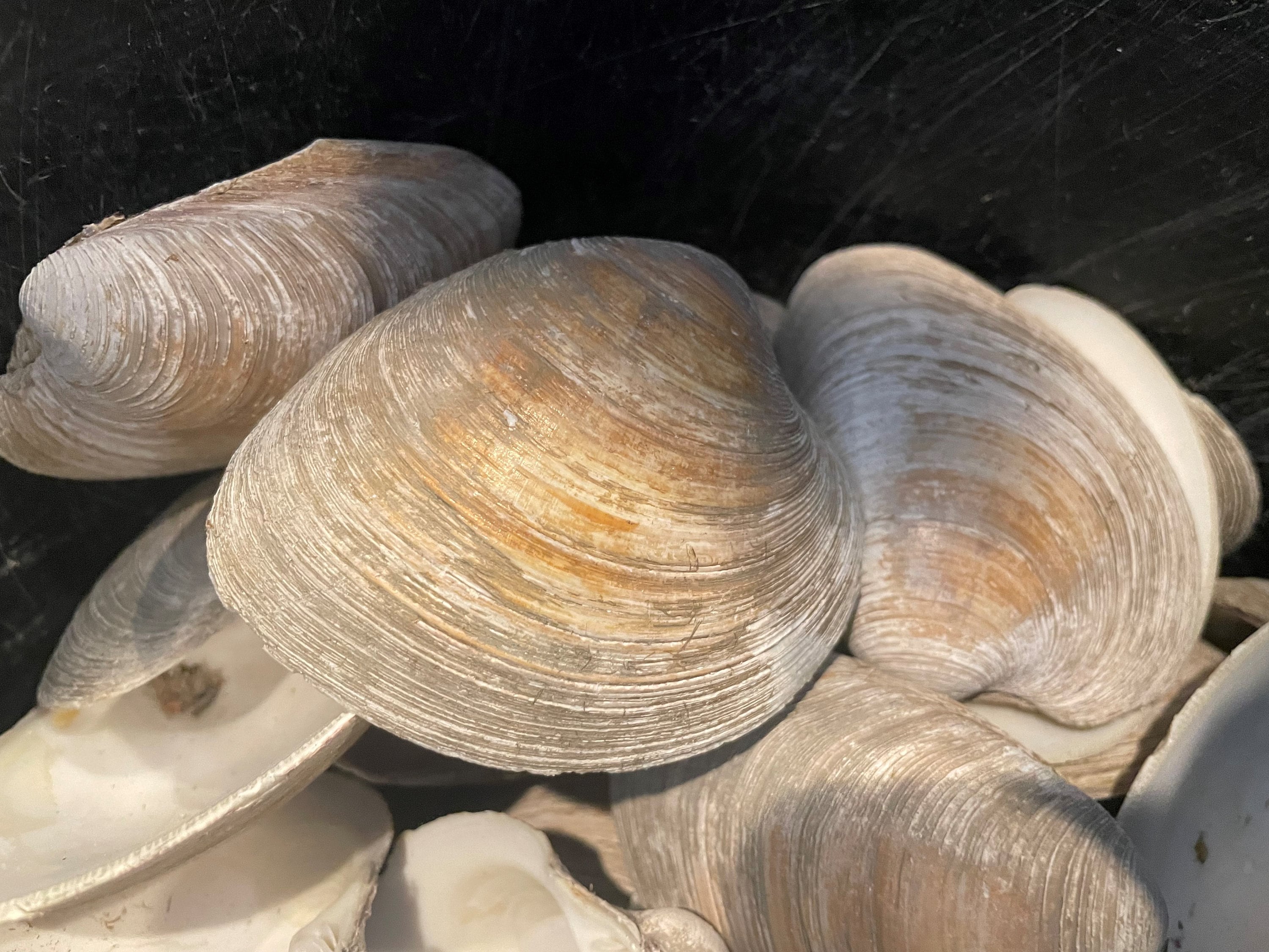 Natural Clam Shells Lot of 12, Cleaned and Boiled, 2.5+”, Great for ...