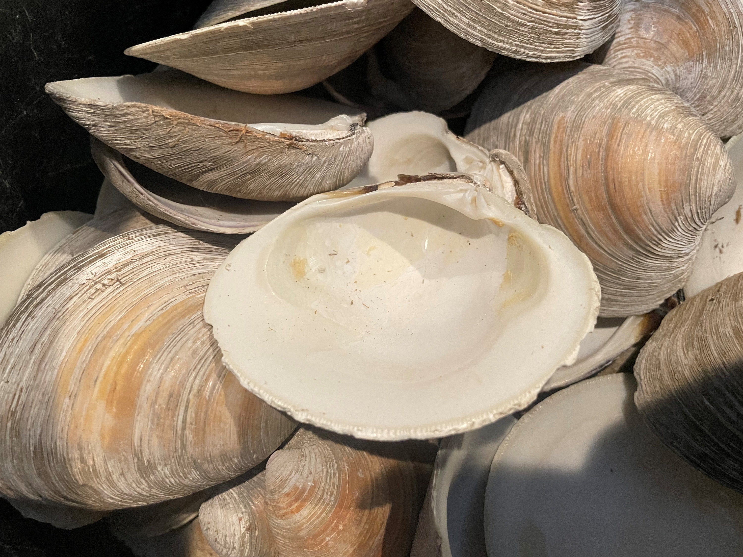 Natural Clam Shells Lot of 12, Cleaned and Boiled, 2.5+”, Great for ...