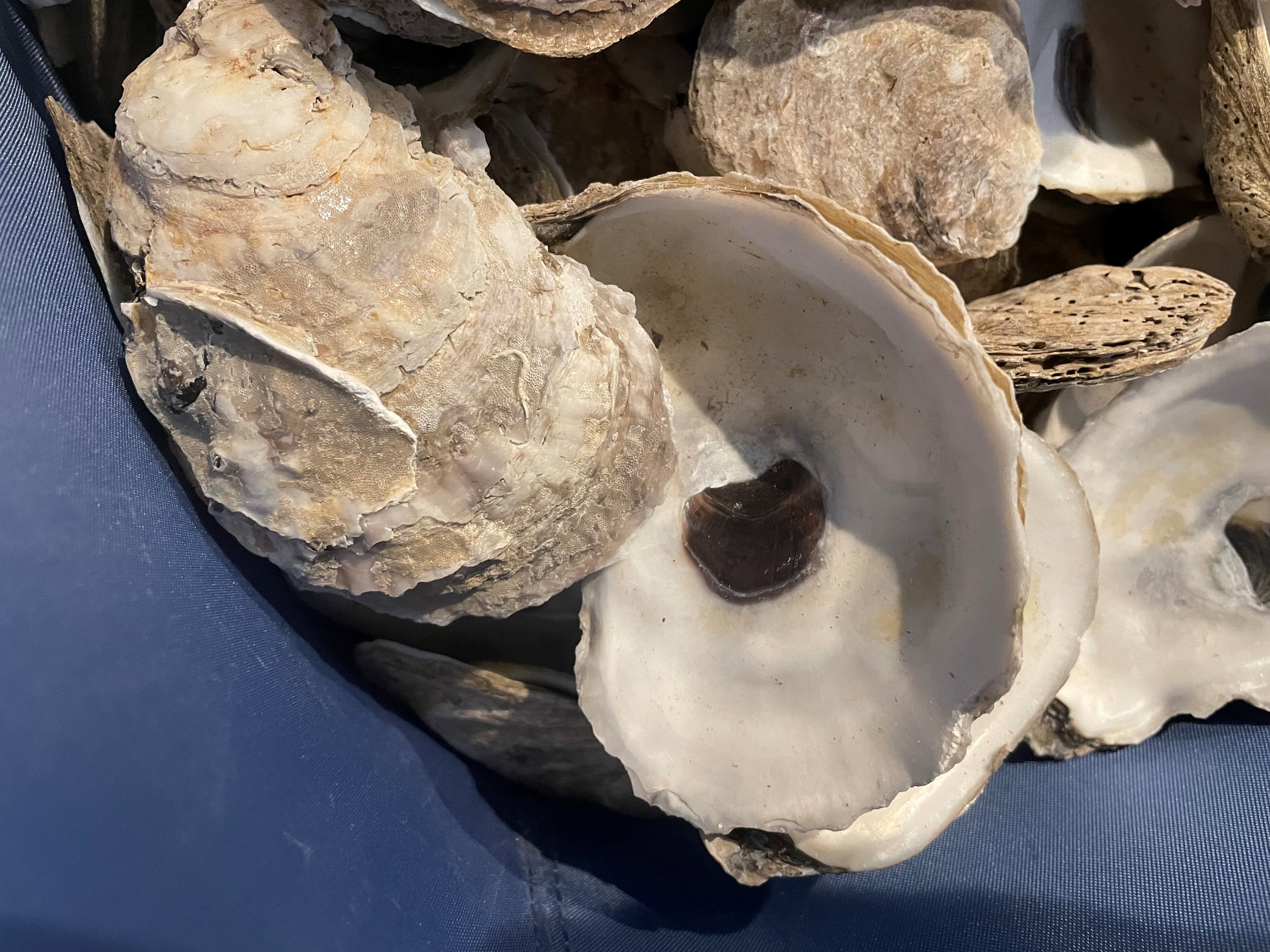Natural Oyster Shells, Lot of 12, Cleaned 2.5”-4+”, Great for Crafts or ...