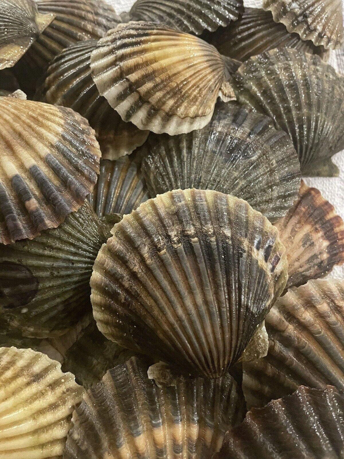Scallop Shells 2.5"-4" Cleaned - 1 Dozen (12 Shells) Peconic Bay ...