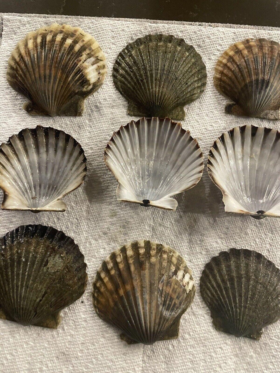 Scallop Shells 2.5"-4" Cleaned - 1 Dozen (12 Shells) Peconic Bay ...