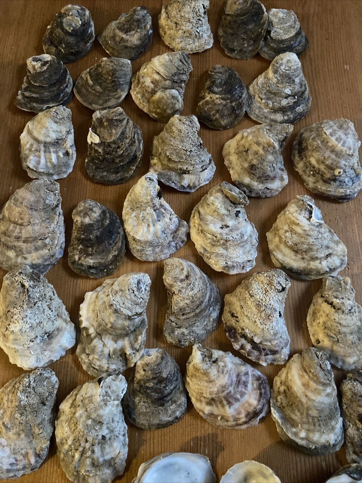 Natural Oyster Shells, Lot of 12, Cleaned 2.5”-4+”, Great for Crafts or ...