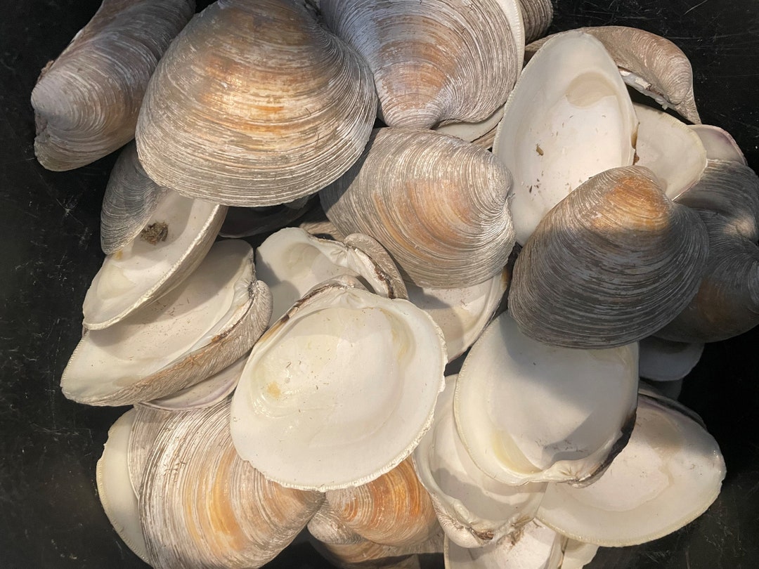 Natural Clam Shells Lot of 12, Cleaned and Boiled, 2.5+”, Great for ...