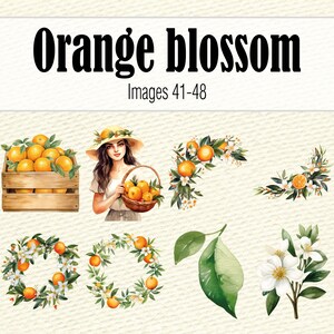 Watercolor Orange Blossom Clipart, Orange Fruit Clipart, Wreath Clipart ...